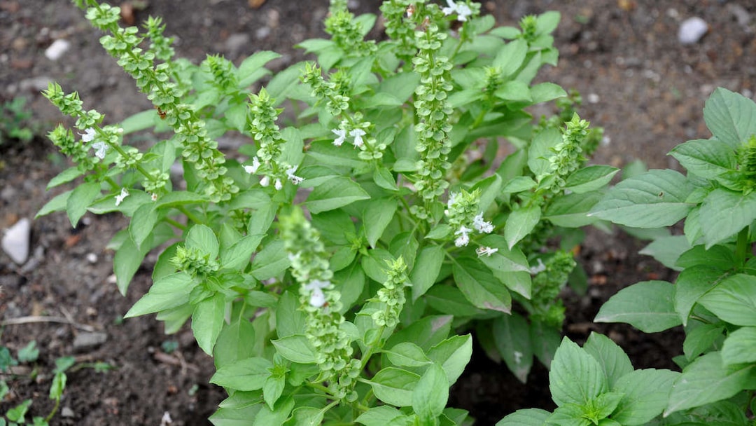 Dried African Basil, Ocimum Gratissimum, Tchiayo, Clove Basil, Tropical ...
