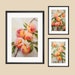 Vintage Peaches Digital Files, Peach Illustration, Old Style Art ...