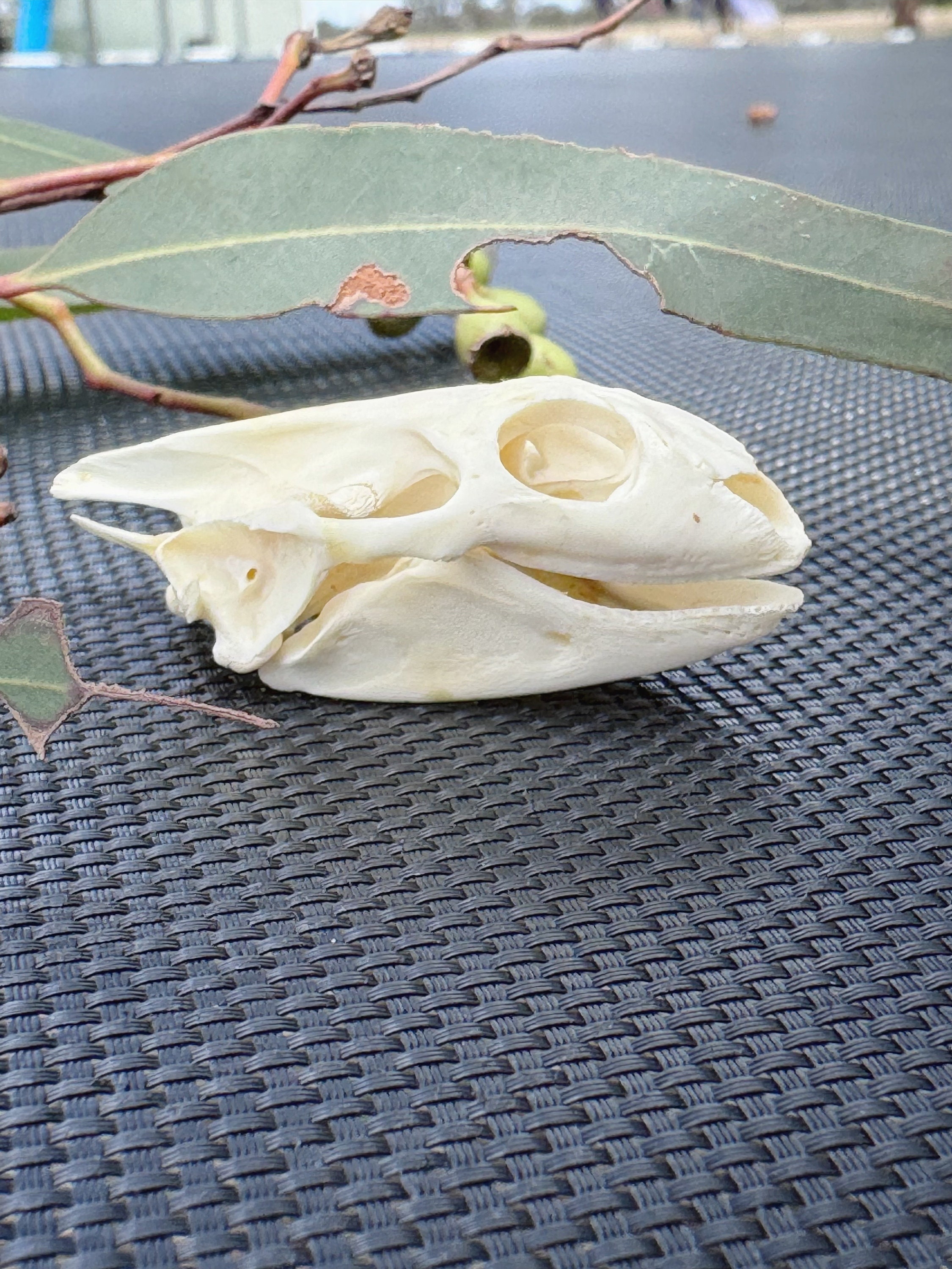 Turtle Skull Bone Specimen Vulture Culture Gothic Voodoo Witchcraft ...
