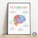 The Human Brain Poster, Mind Body Connection Print, Watercolor Brain ...