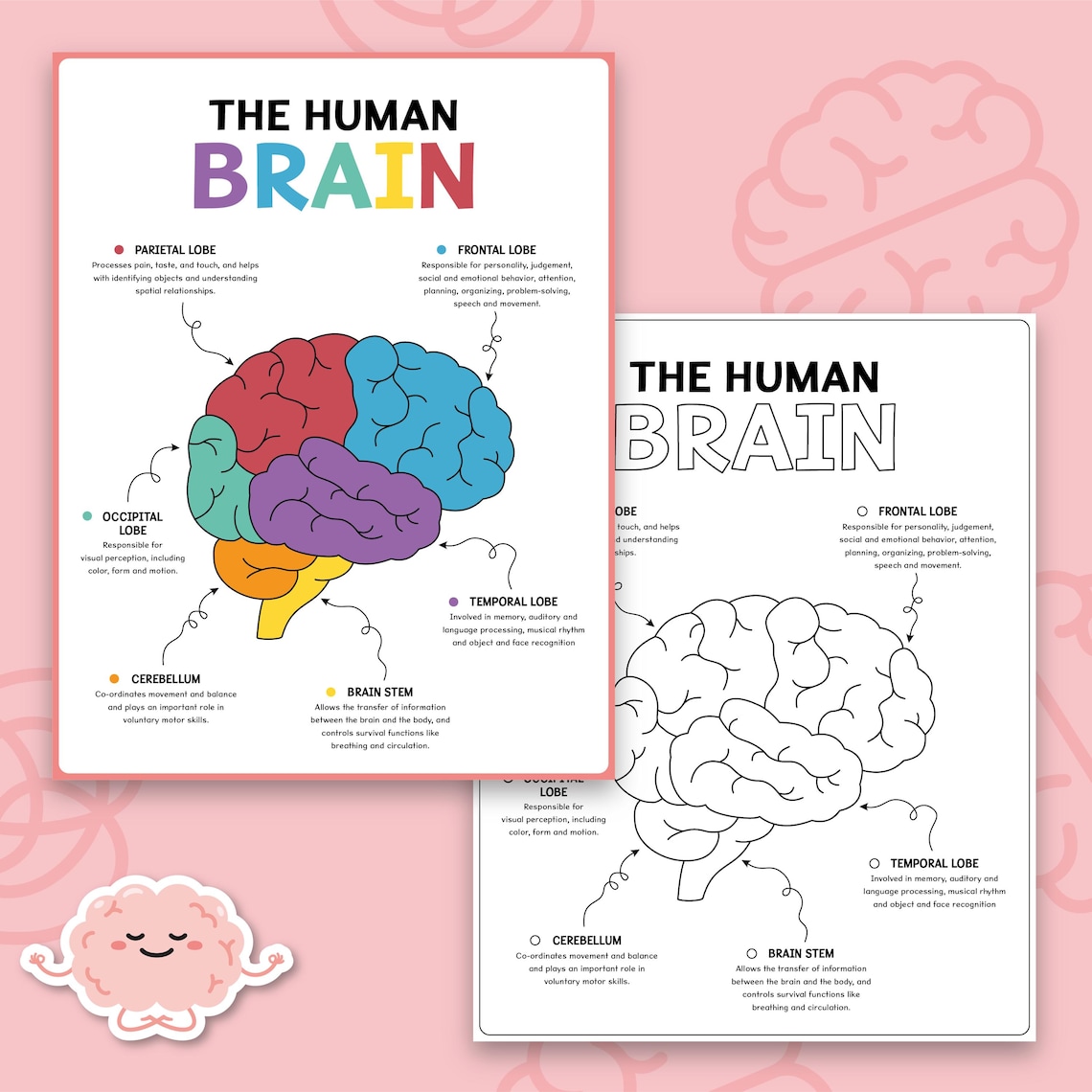 The Human Brain Poster, Mind Body Connection Print, Brain Anatomy and ...