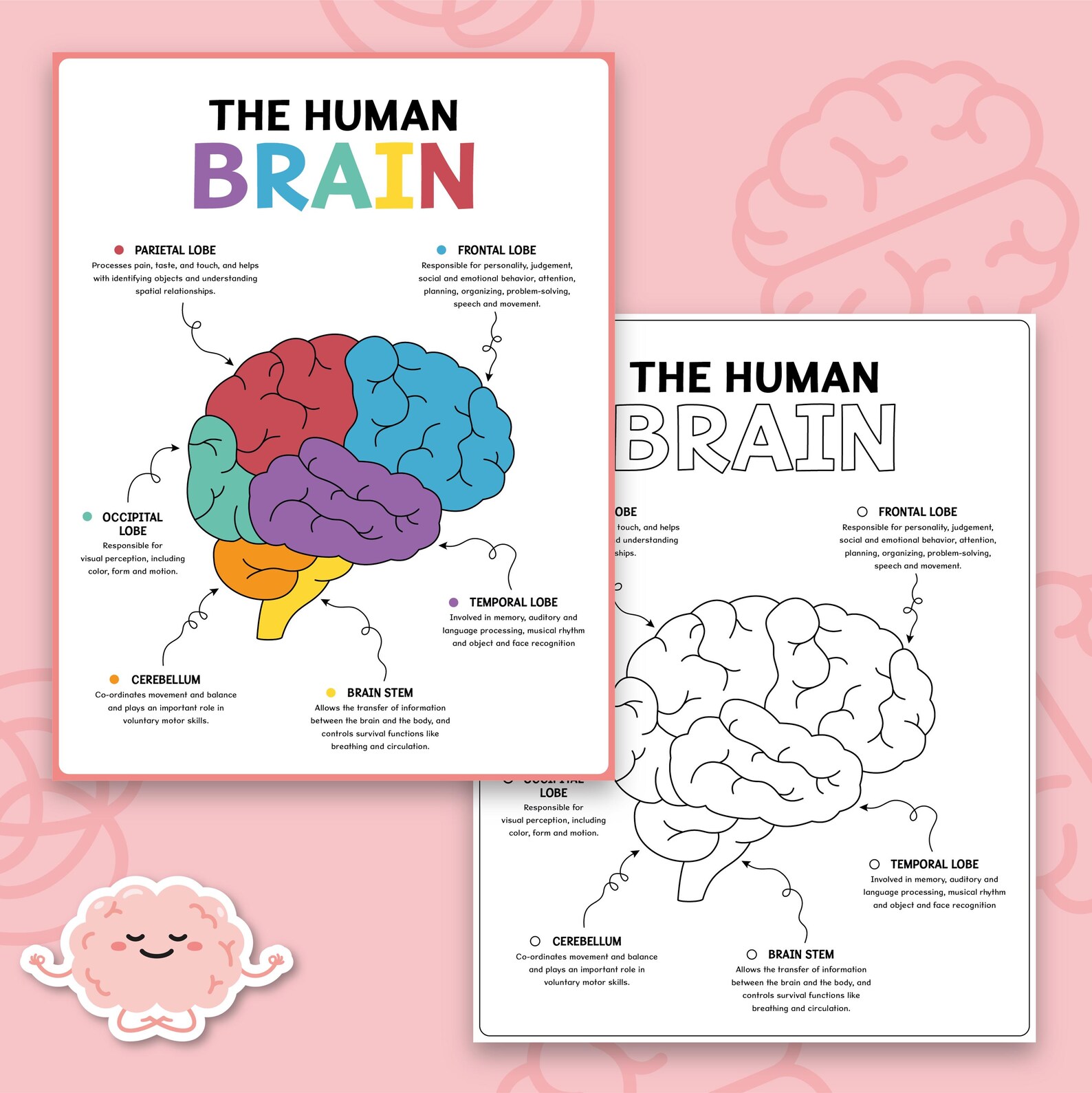 The Human Brain Poster, Mind Body Connection Print, Brain Anatomy and ...