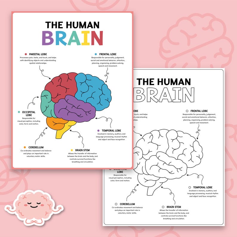 The Human Brain Poster, Mind Body Connection Print, Brain Anatomy and ...