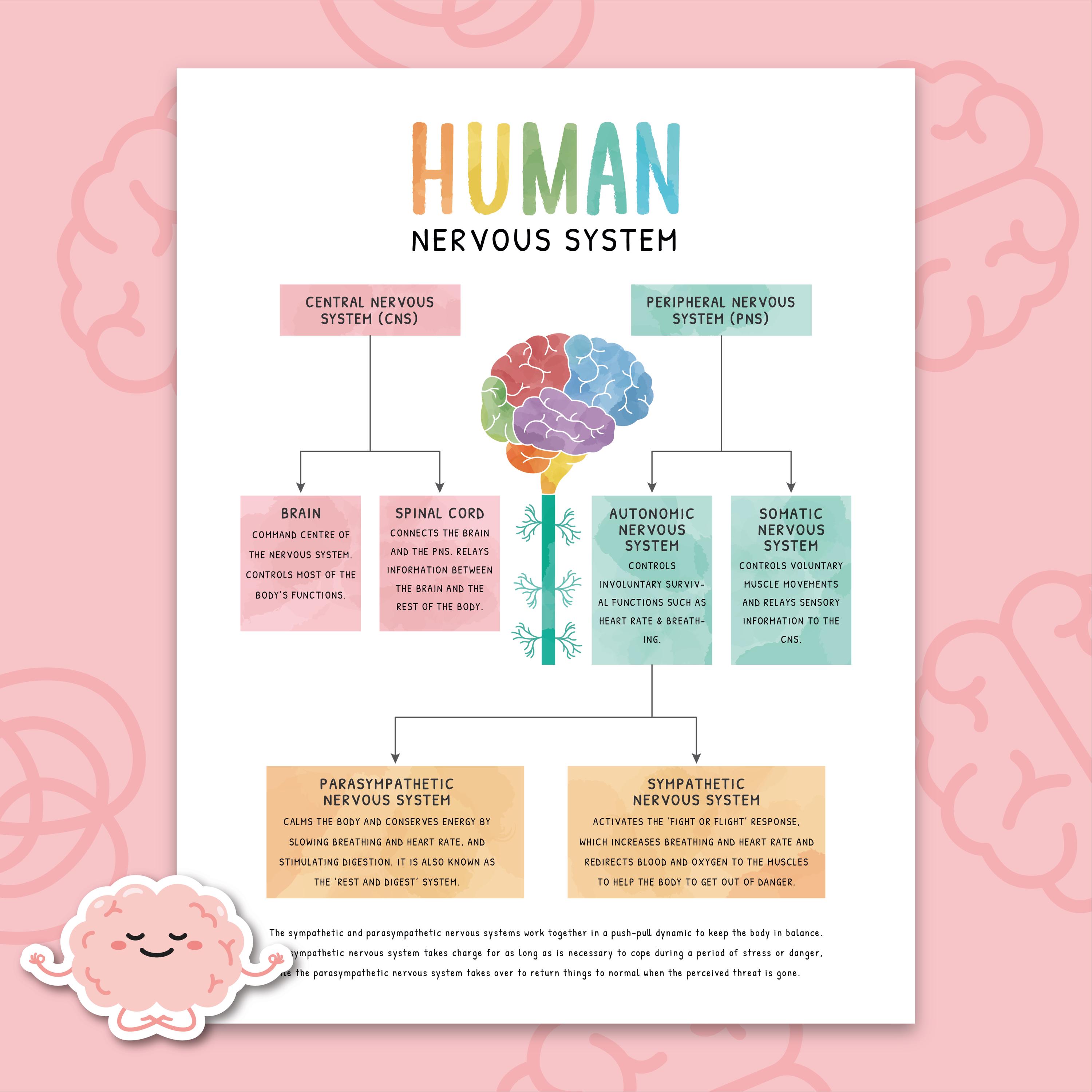 The Human Nervous System Poster, Fight Flight Tesponse, Rest and Digest ...