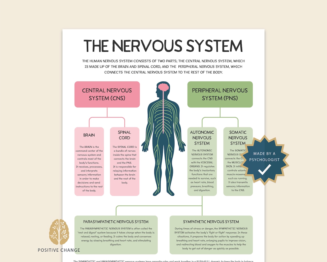 The Human Nervous System, Fight or Flight Response, Rest and Digest ...