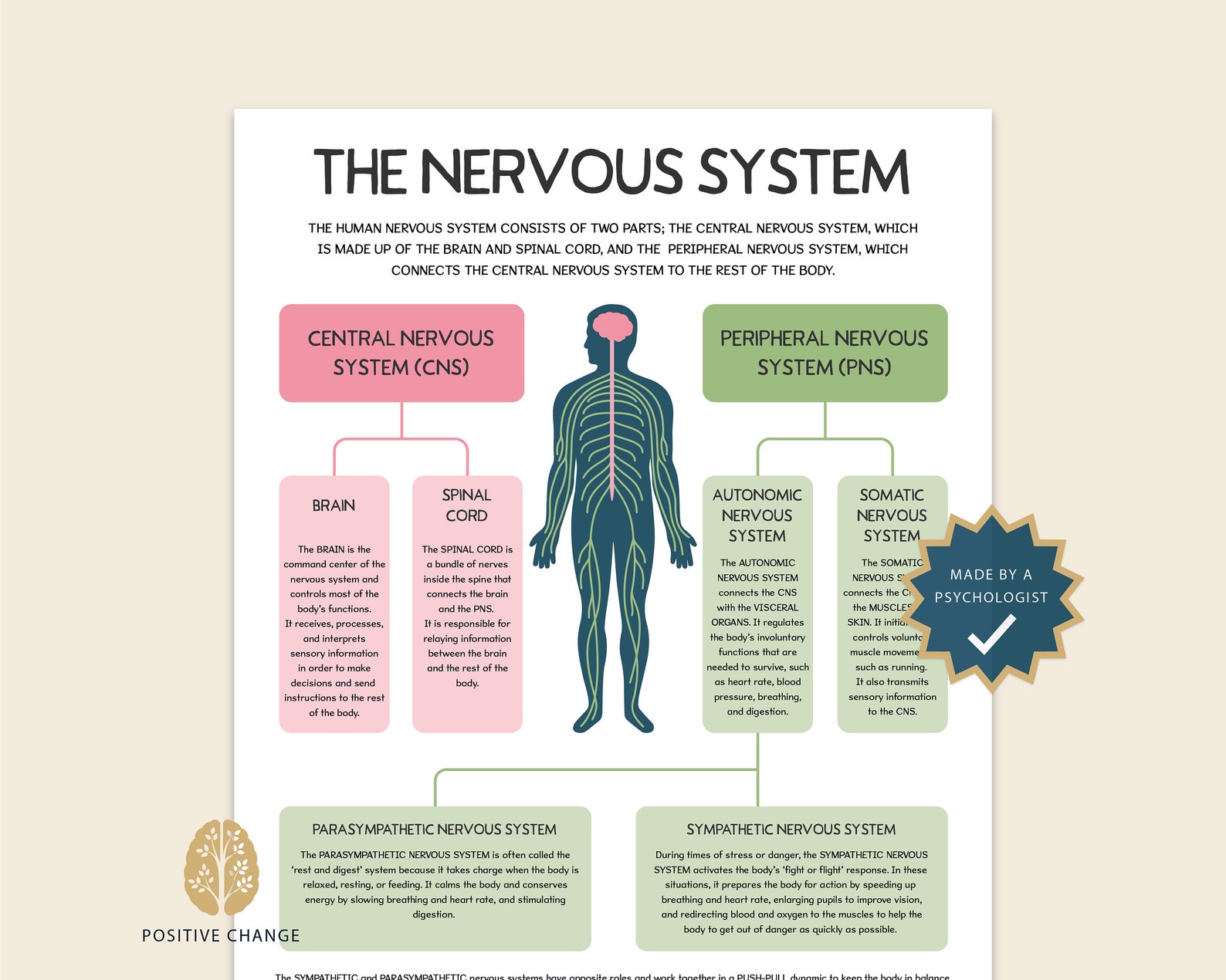 The Human Nervous System, Fight or Flight Response, Rest and Digest, Parasympathetic ...