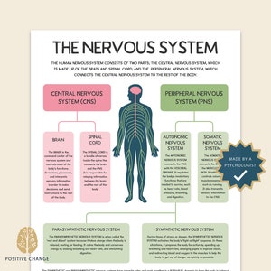 The Human Nervous System, Fight or Flight Response, Rest and Digest ...