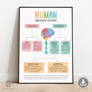 The Human Nervous System Poster, Fight Flight Tesponse, Rest and Digest ...