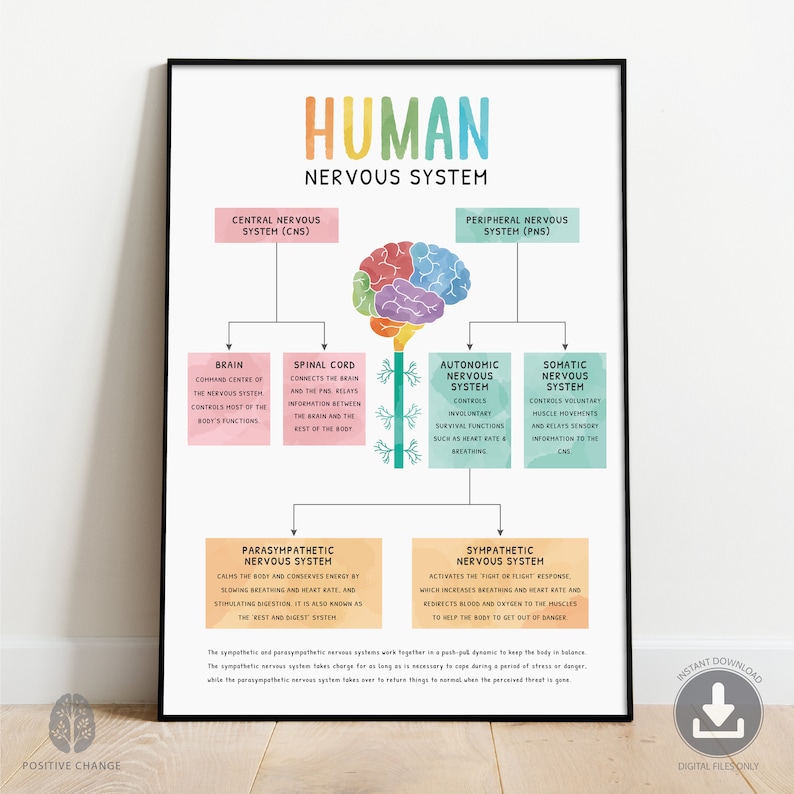 The Human Nervous System Poster, Fight Flight Tesponse, Rest and Digest ...