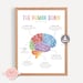 The Human Brain Poster, Mind Body Connection Print, Watercolor Brain ...