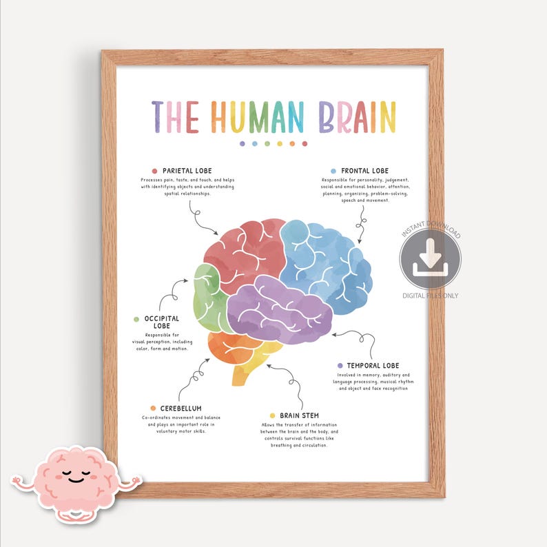 The Human Brain Poster, Mind Body Connection Print, Watercolor Brain ...
