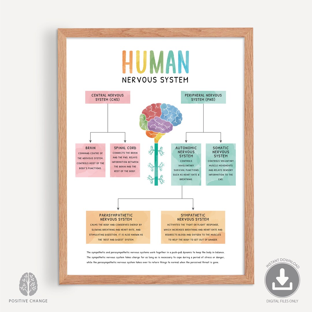 The Human Nervous System Poster, Fight Flight Tesponse, Rest and Digest ...