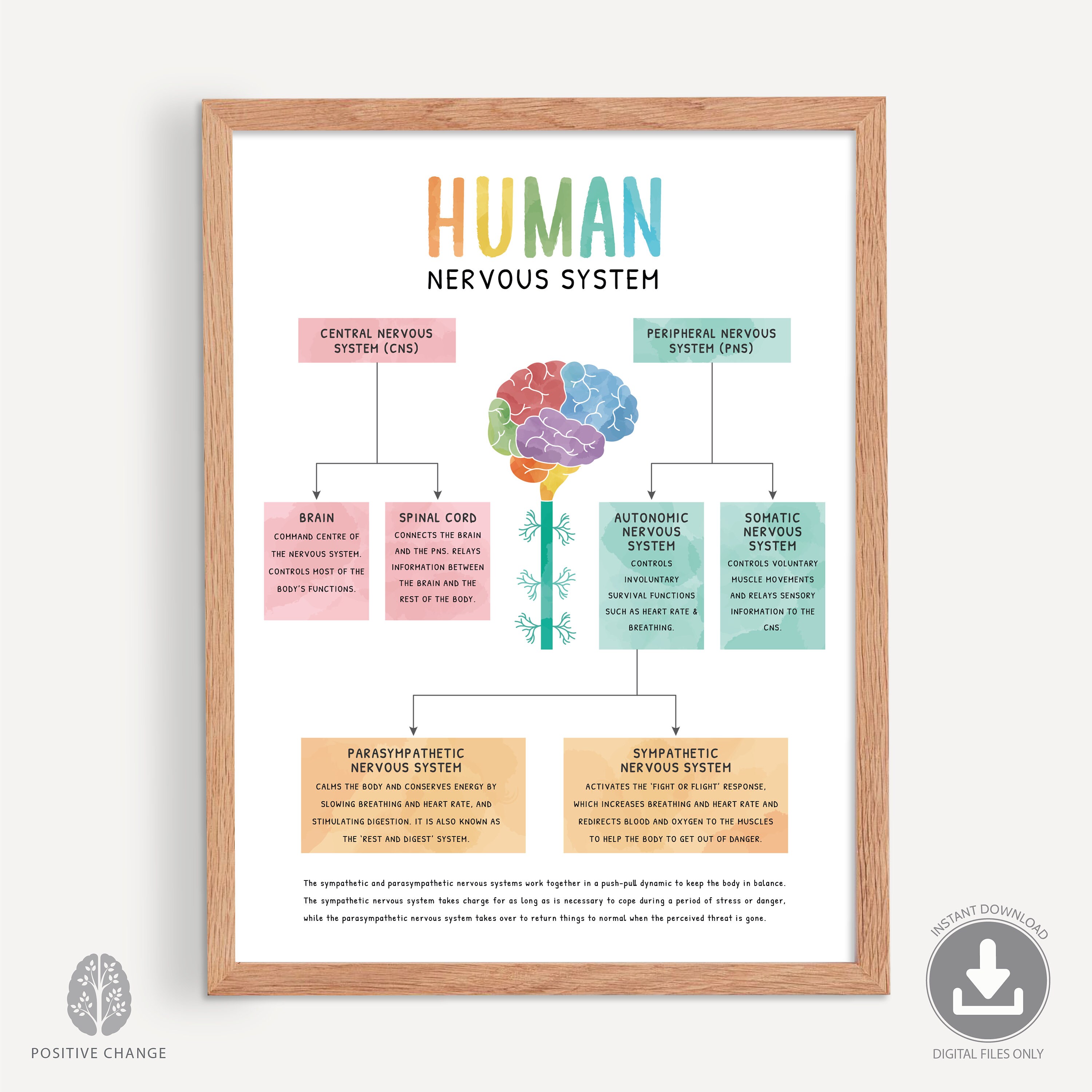 The Human Nervous System Poster, Fight Flight Tesponse, Rest and Digest ...