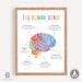The Human Brain Poster, Mind Body Connection Print, Watercolor Brain ...