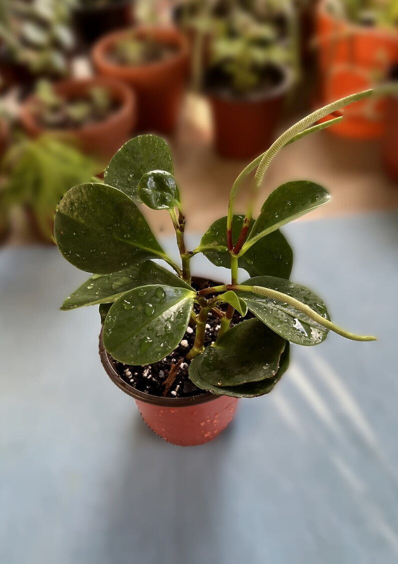Peperomia Obtusifolia (baby Rubber Plant) - Etsy