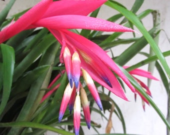 Billbergia Nutans 'blondie' (golden Queen's Tears Bromeliad) - Etsy