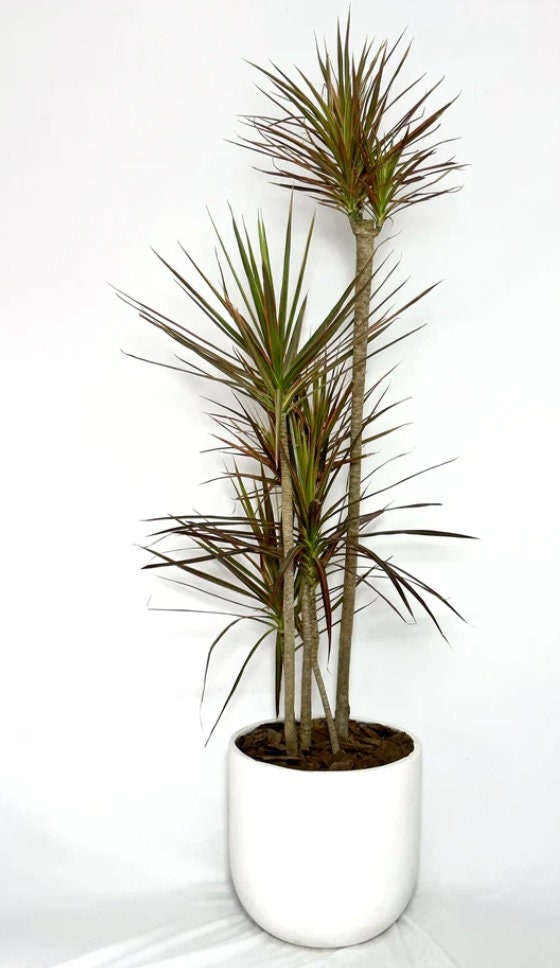 Dracaena Marginata Tricolor Dragon Tree - Etsy