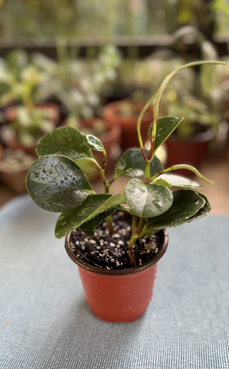 Peperomia Obtusifolia (baby Rubber Plant) - Etsy