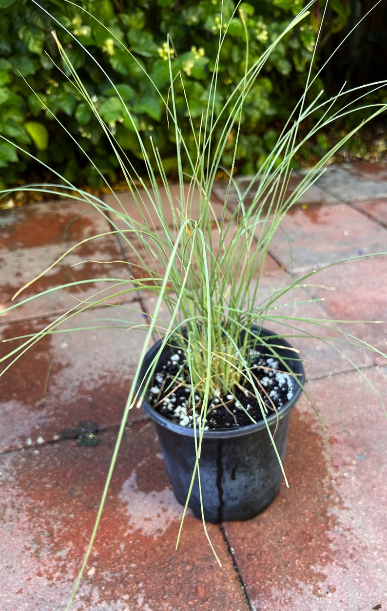 Mexican Feather Grass - Delicate, Wispy Ornamental Grass - 8 Inch ...