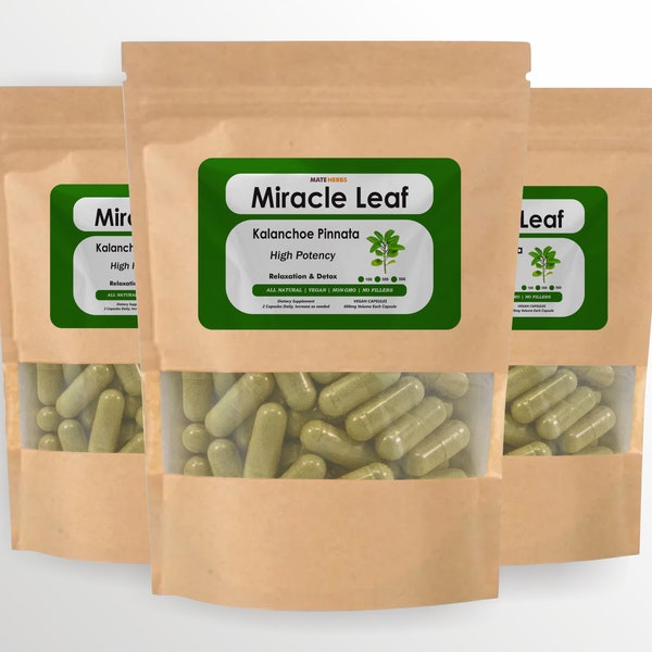 Miracle Leaf Plant - Etsy