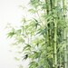 Feng Shui Green Bamboo Luck Growth Nobility Flexibility - Etsy