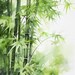 Feng Shui Green Bamboo Luck Growth Nobility Flexibility - Etsy