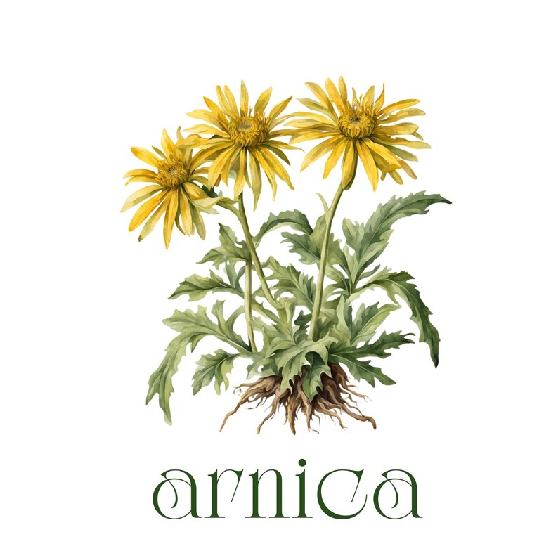 Herb Garden Clipart, Spring Summer Garden Floral PNG, Seed Packets ...