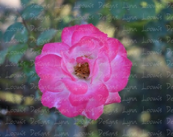 Pink Rose, Instant Download, Flower Photography, High Definition 300 ...