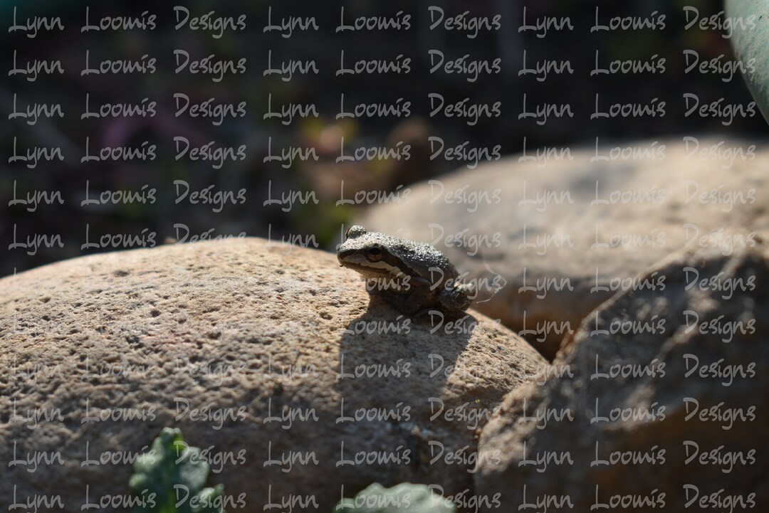 Frog on Rock-digital Download, Print Art - Etsy