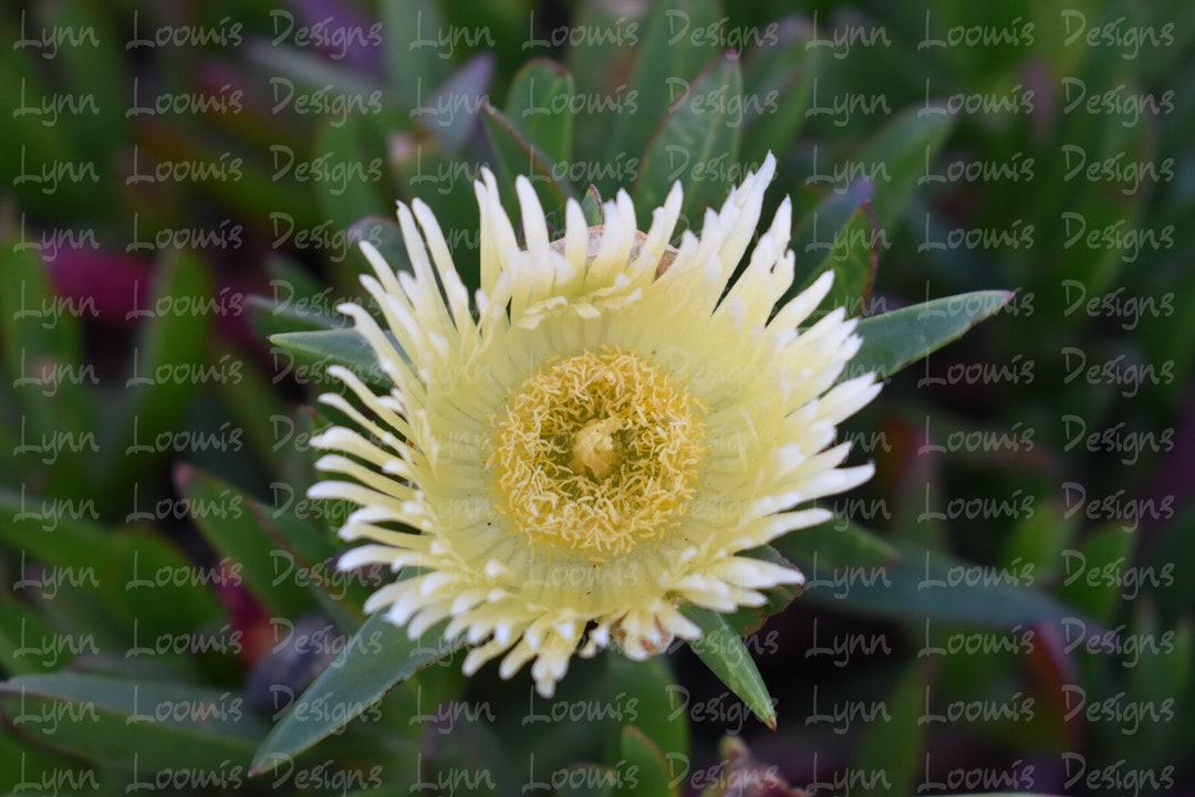 Sour Fig Flower Photo Digital Download, Yellow Flower - Etsy