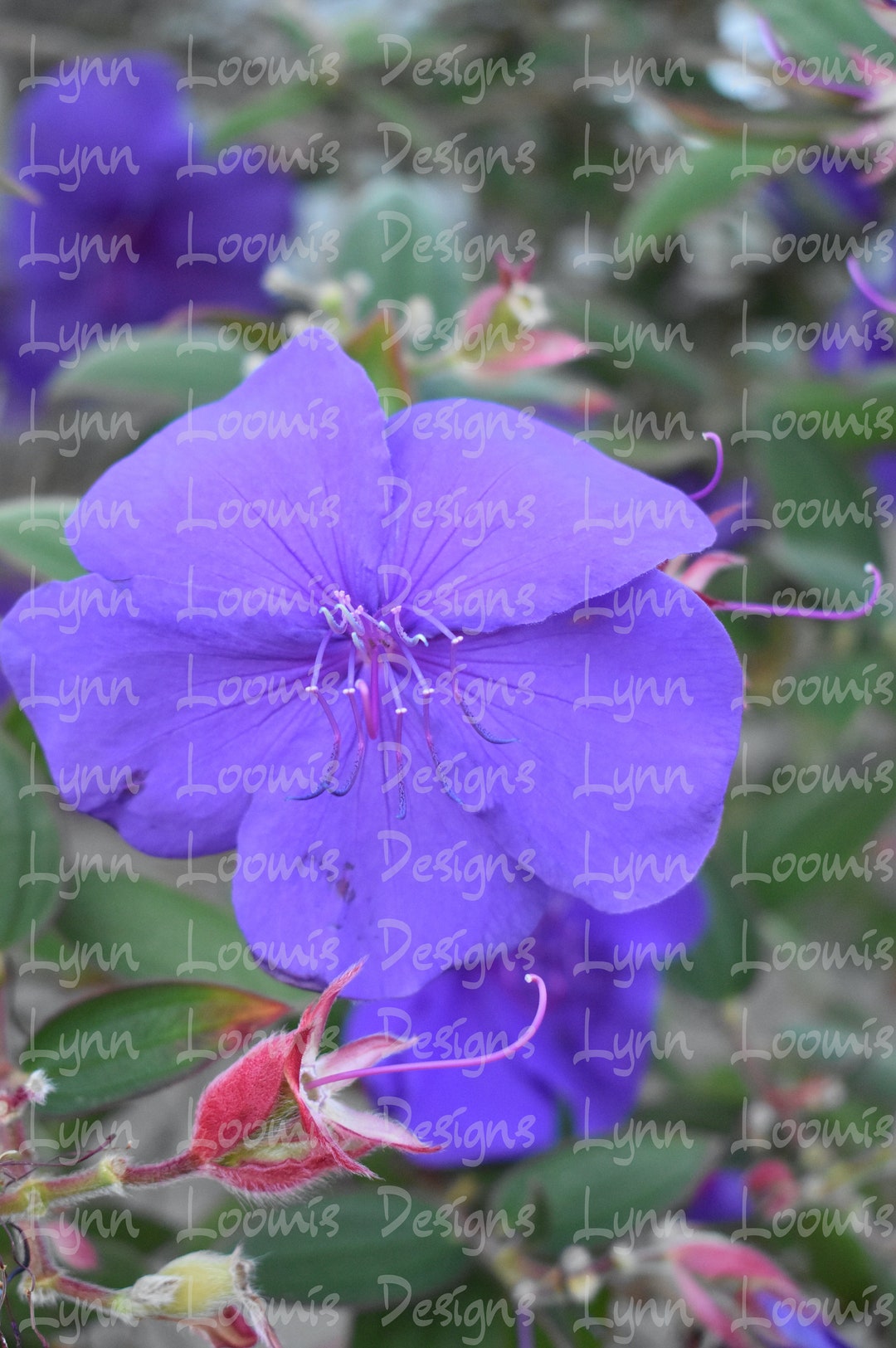 Purple Flower Digital Download - Etsy