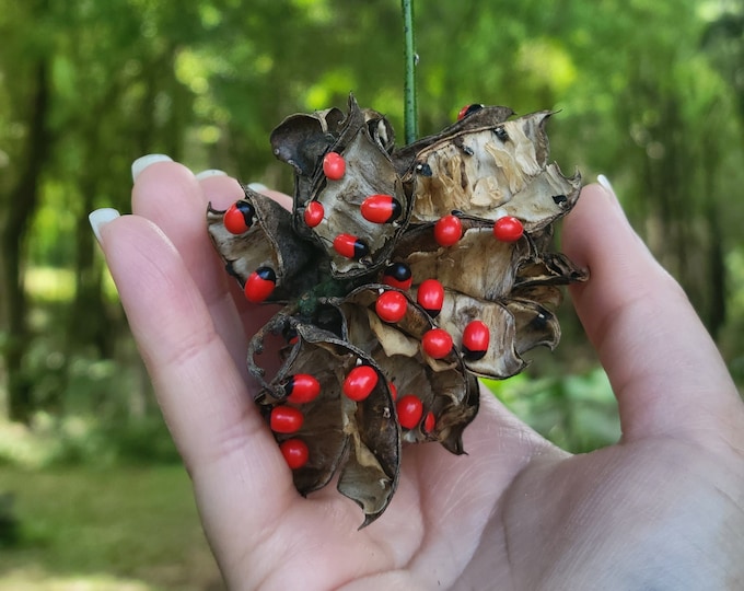 21 Cat Eye Seeds Attraction Love Favor Protection Money Prosperity ...