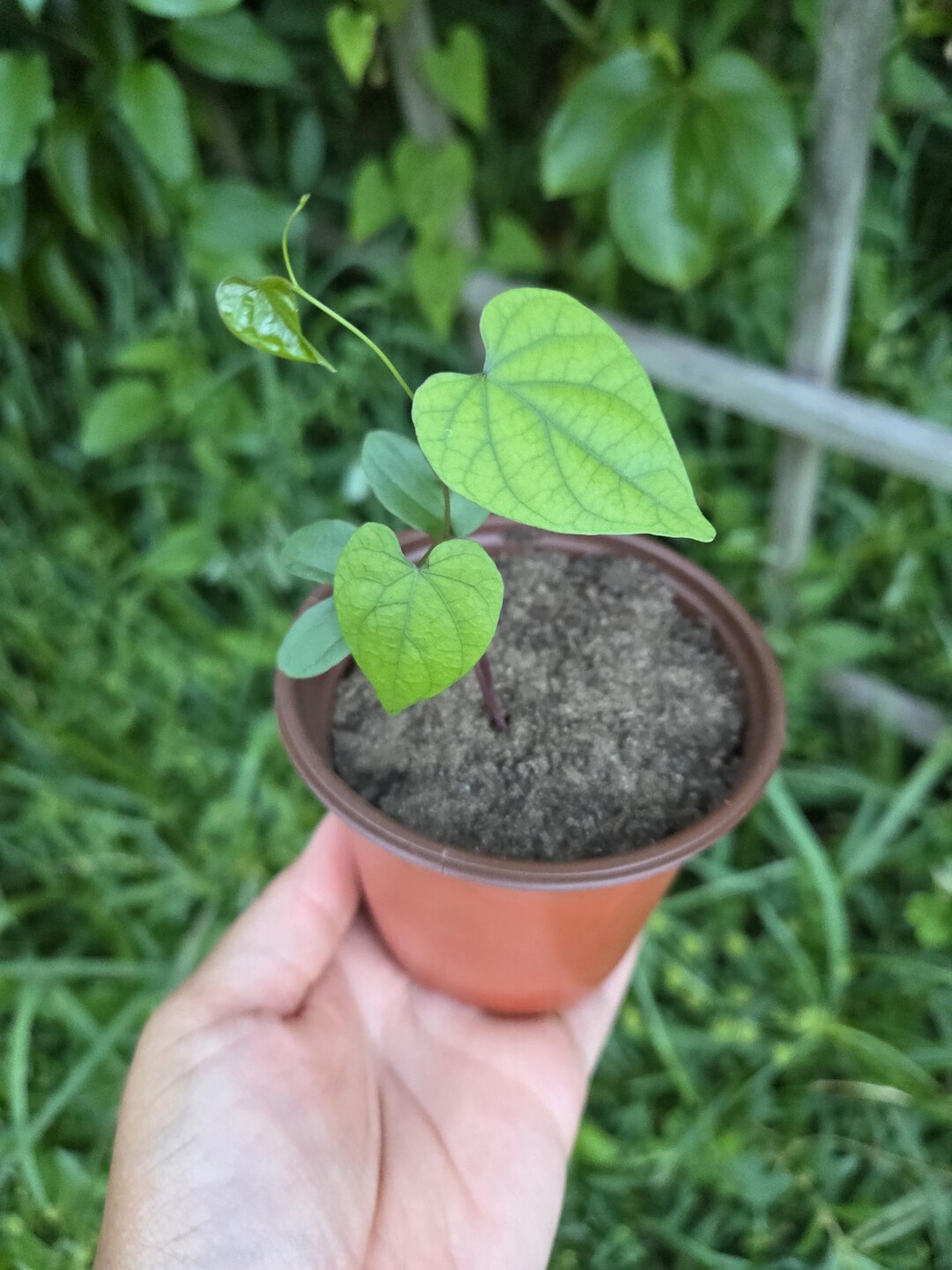High John Plant High John De Conker John the Conqueror Native American ...