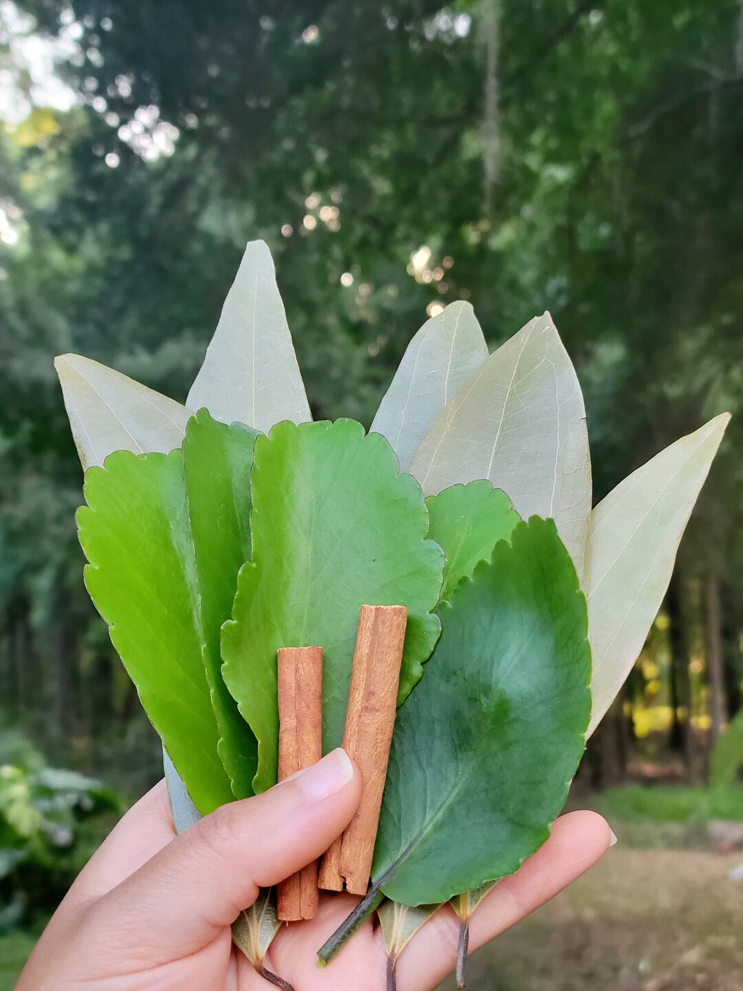 Abundance Box Bay Cinnamon and Miracle and LEAVES Leaf of Life Money ...