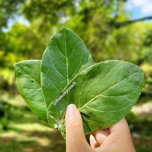 5 Ewe Bomubomu Road Opener Anti Witchcraft Anti Negativity 5 Fresh Herb ...