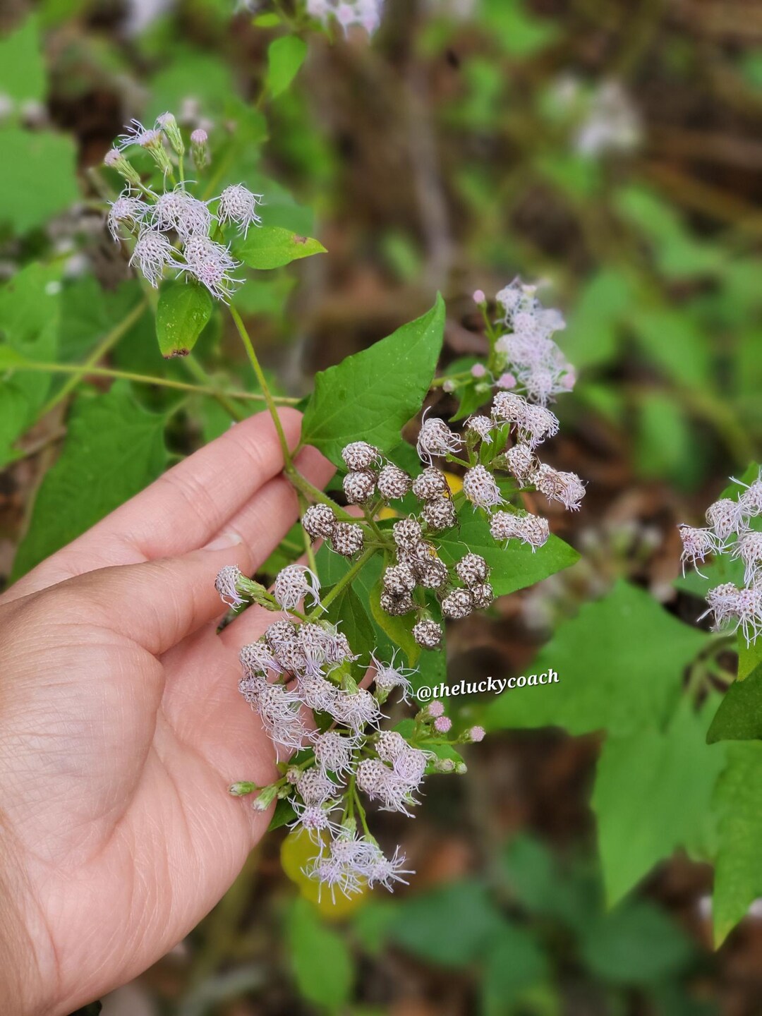 Ewe Rompe Saraguey Fresh or Dry Herb Ewe Akintola Awolowo Herb Hex ...