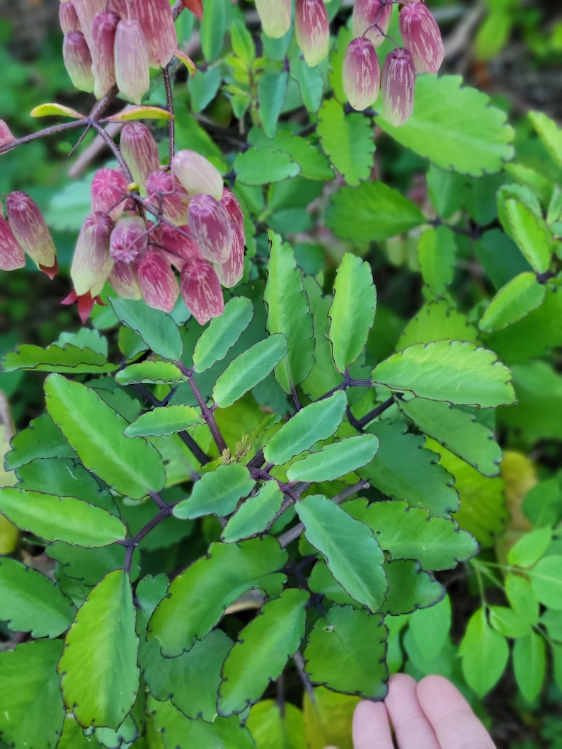 Miracle Leaf LEAVES Leaf of Life Money Prosperity Money Blessing ...