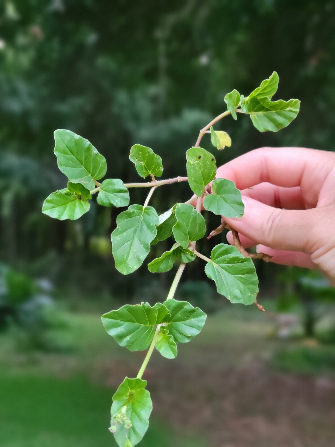 Ewe Etiponla Atiponla Riches Wealth Magnet Attract Money Fresh or Dry ...