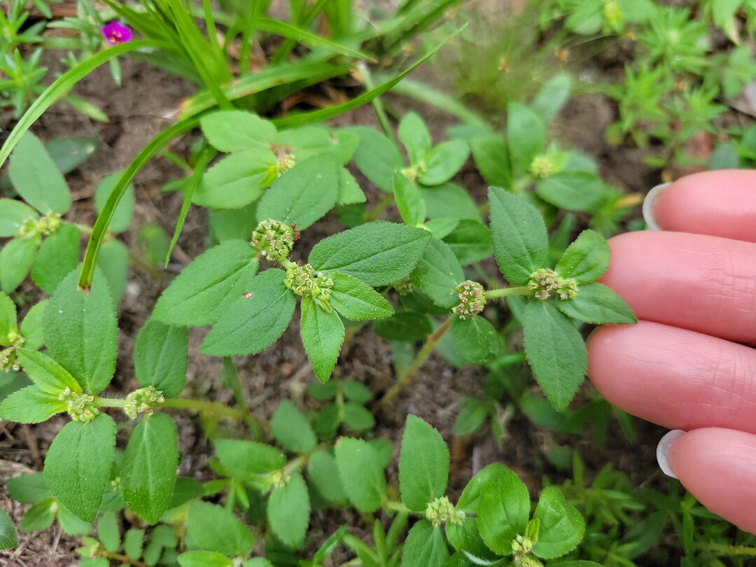 SEEDS Do as I Say Ewe Emile - Etsy