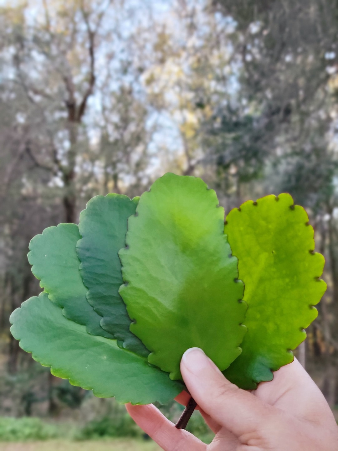 Miracle Leaf LEAVES Leaf of Life Money Prosperity Money Blessing ...