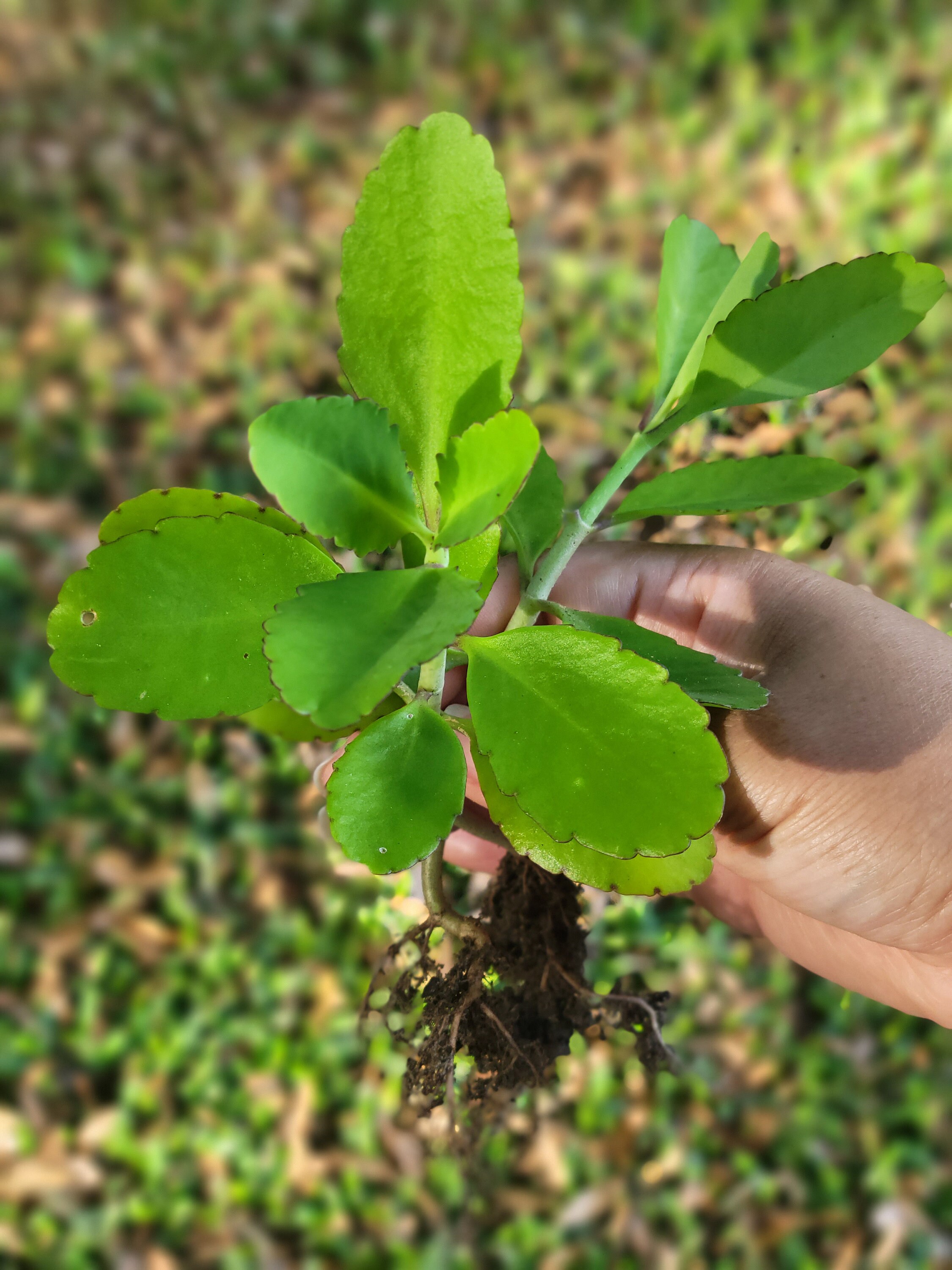 Live Plant Miracle Leaf LEAVES Leaf of Life Money Prosperity Money ...