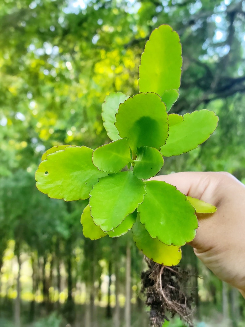 Live Plant Miracle Leaf LEAVES Leaf of Life Money Prosperity Money ...
