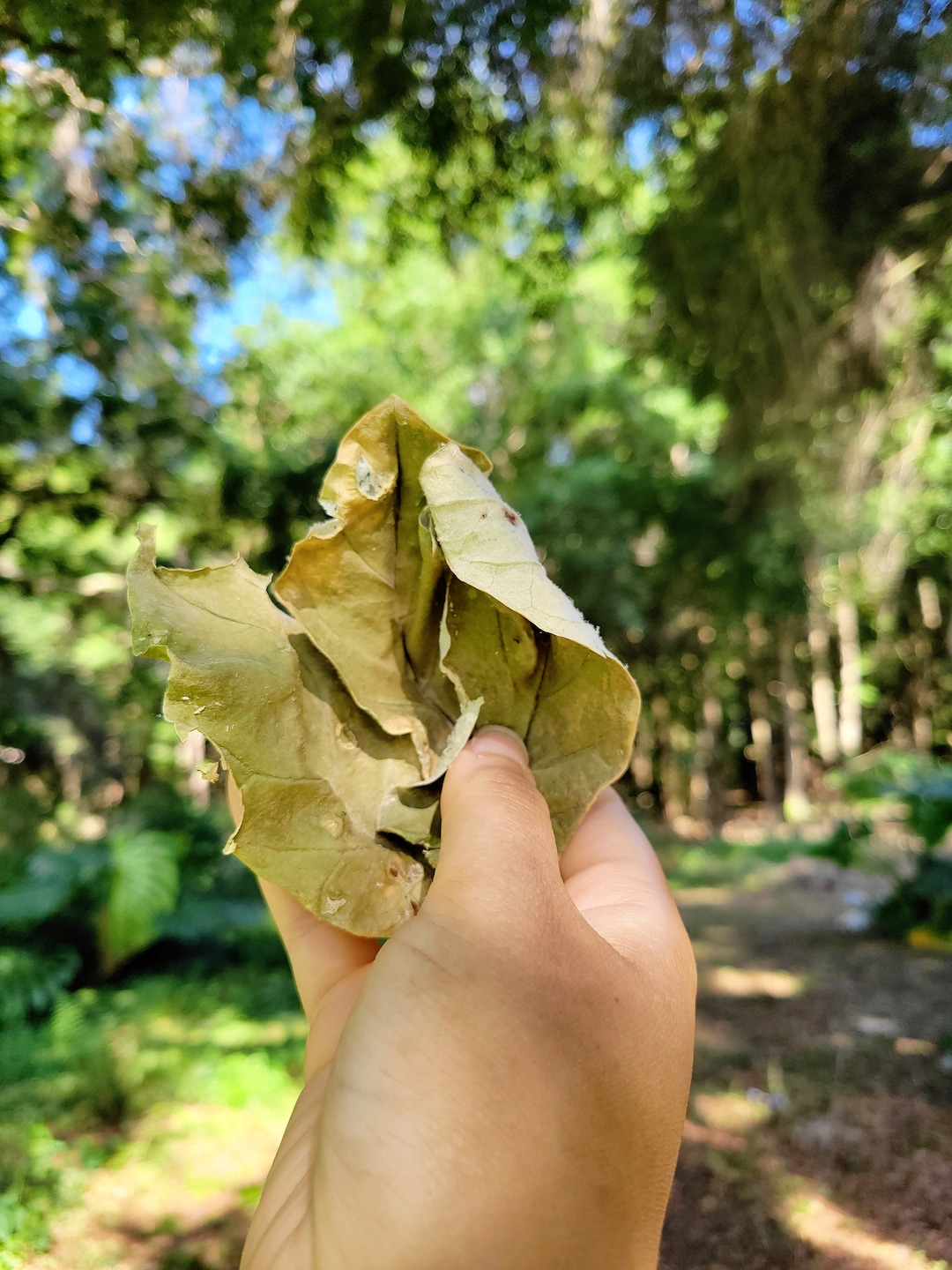 Dried Ewe Bomubomu Road Opener Anti Witchcraft Anti Negativity DRY Herb ...