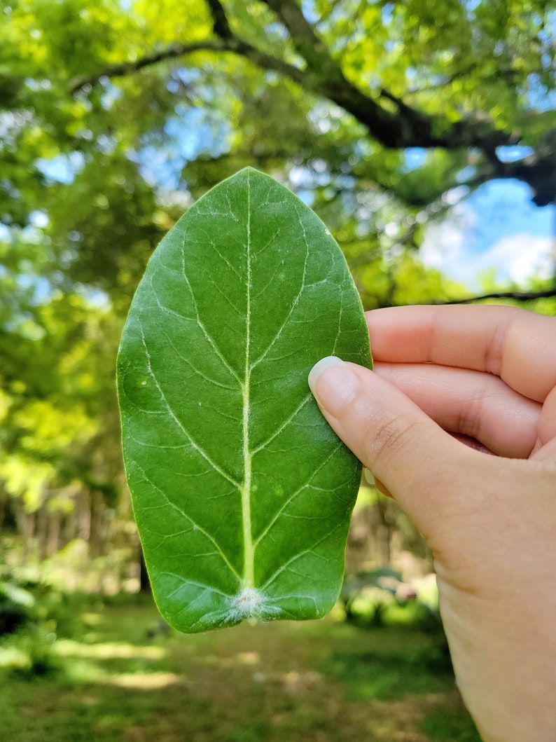 5 Ewe Bomubomu Road Opener Anti Witchcraft Anti Negativity 5 Fresh Herb ...