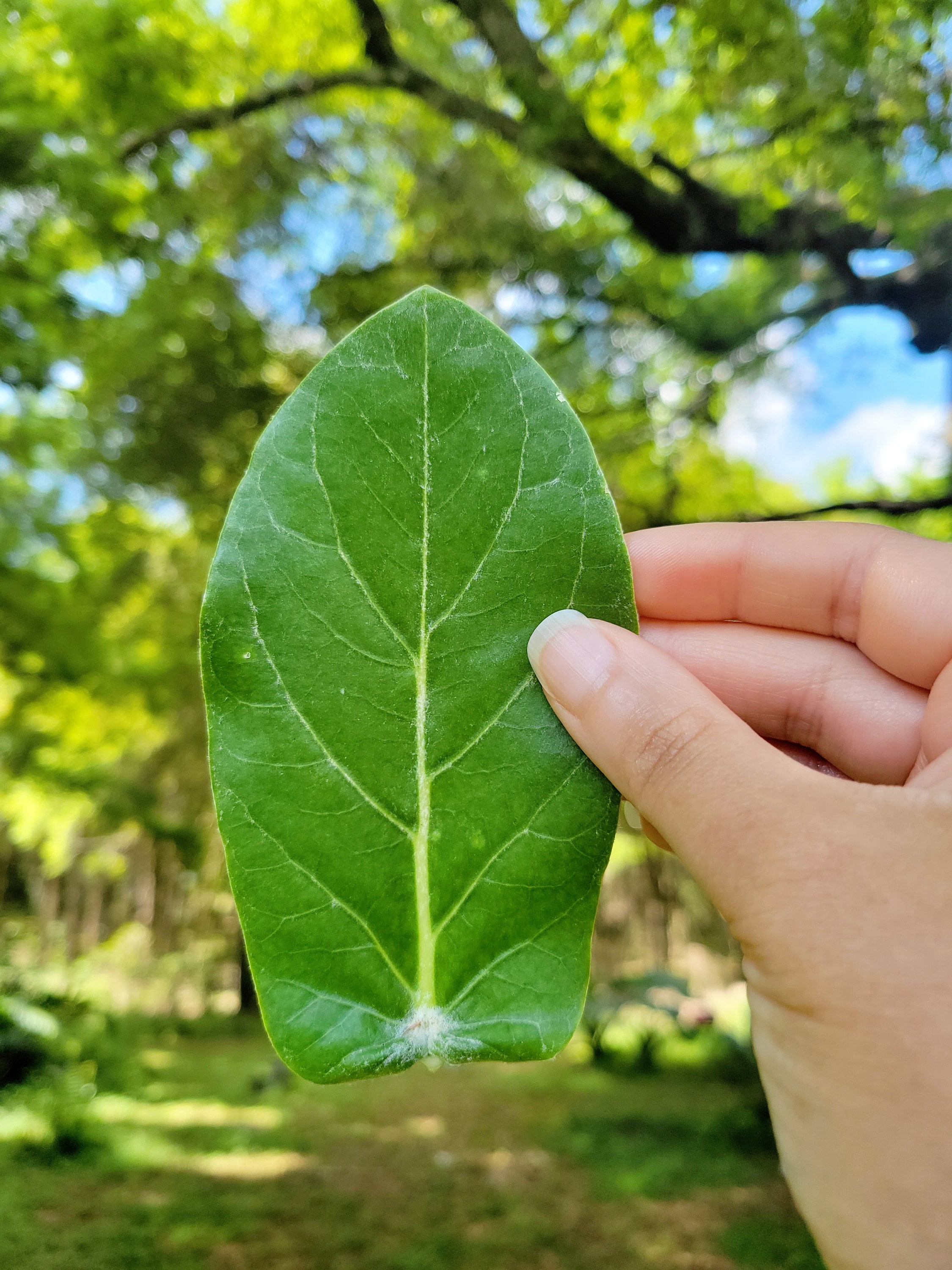 5 Ewe Bomubomu Road Opener Anti Witchcraft Anti Negativity 5 Fresh Herb ...