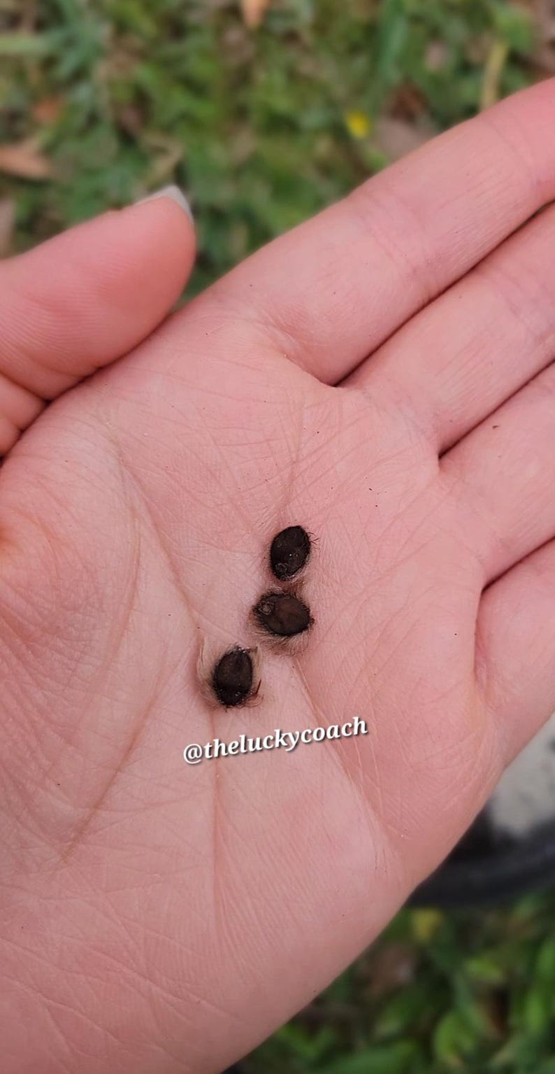 SEEDS Fresh "high John" High John De Conker John the Conqueror Seeds ...