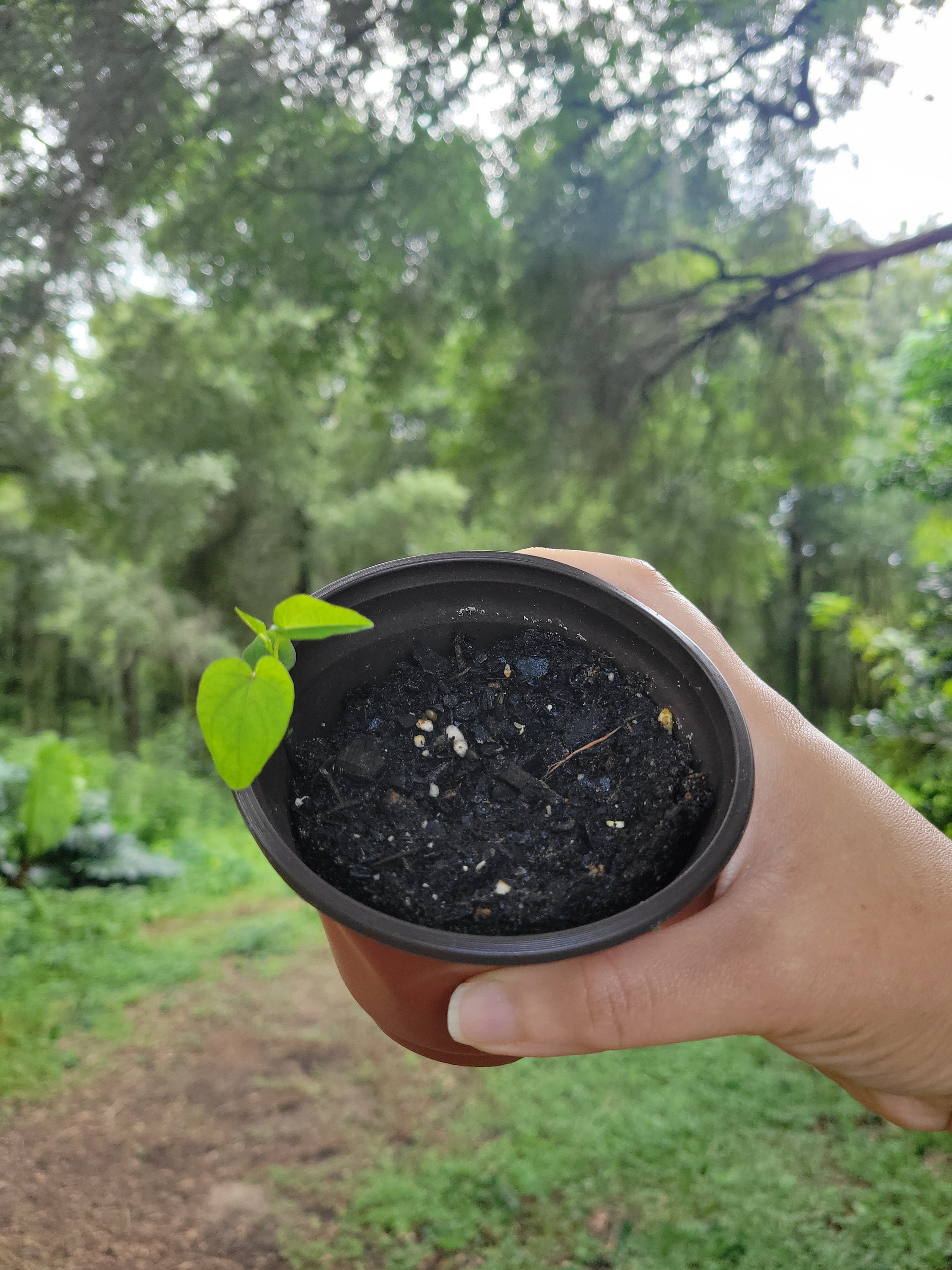 High John Plant High John De Conker John the Conqueror Native American ...