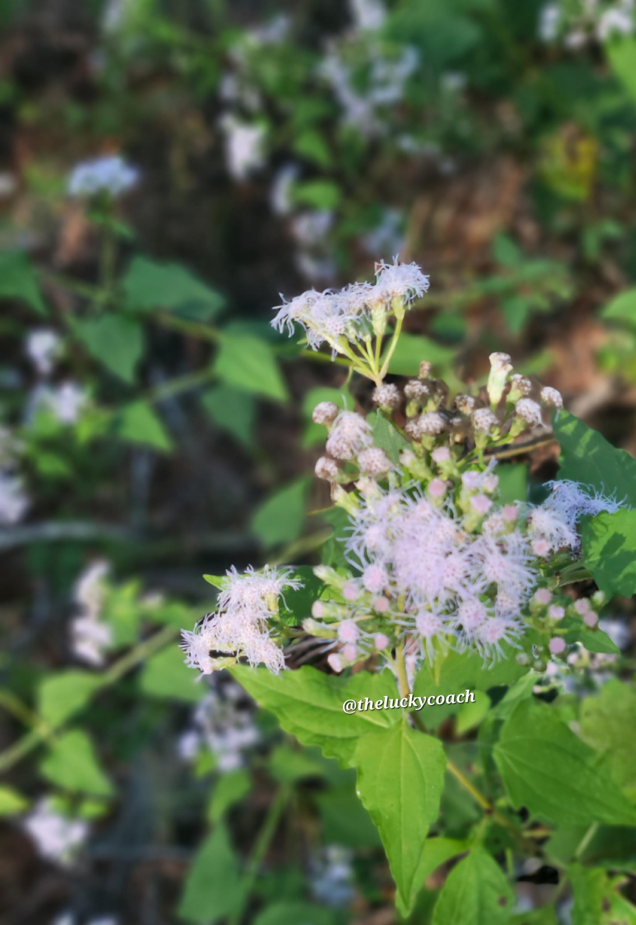 Ewe Rompe Saraguey Fresh or Dry Herb Ewe Akintola Awolowo Herb Hex ...