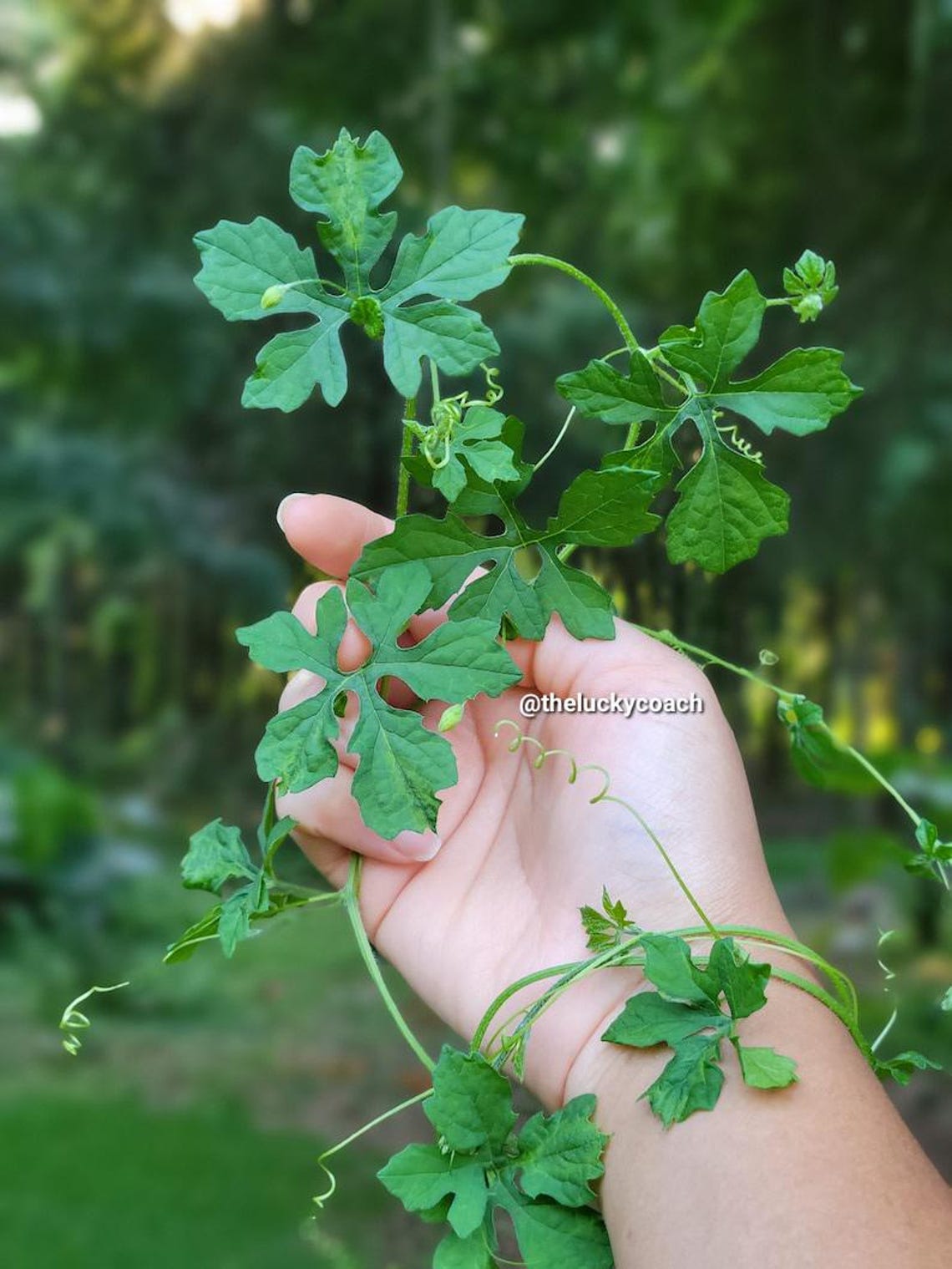 Fresh Nyanya Ewe Ejirin Ewe Ejinrin Cundeamor Cerasee Leaf Vine Cutting ...