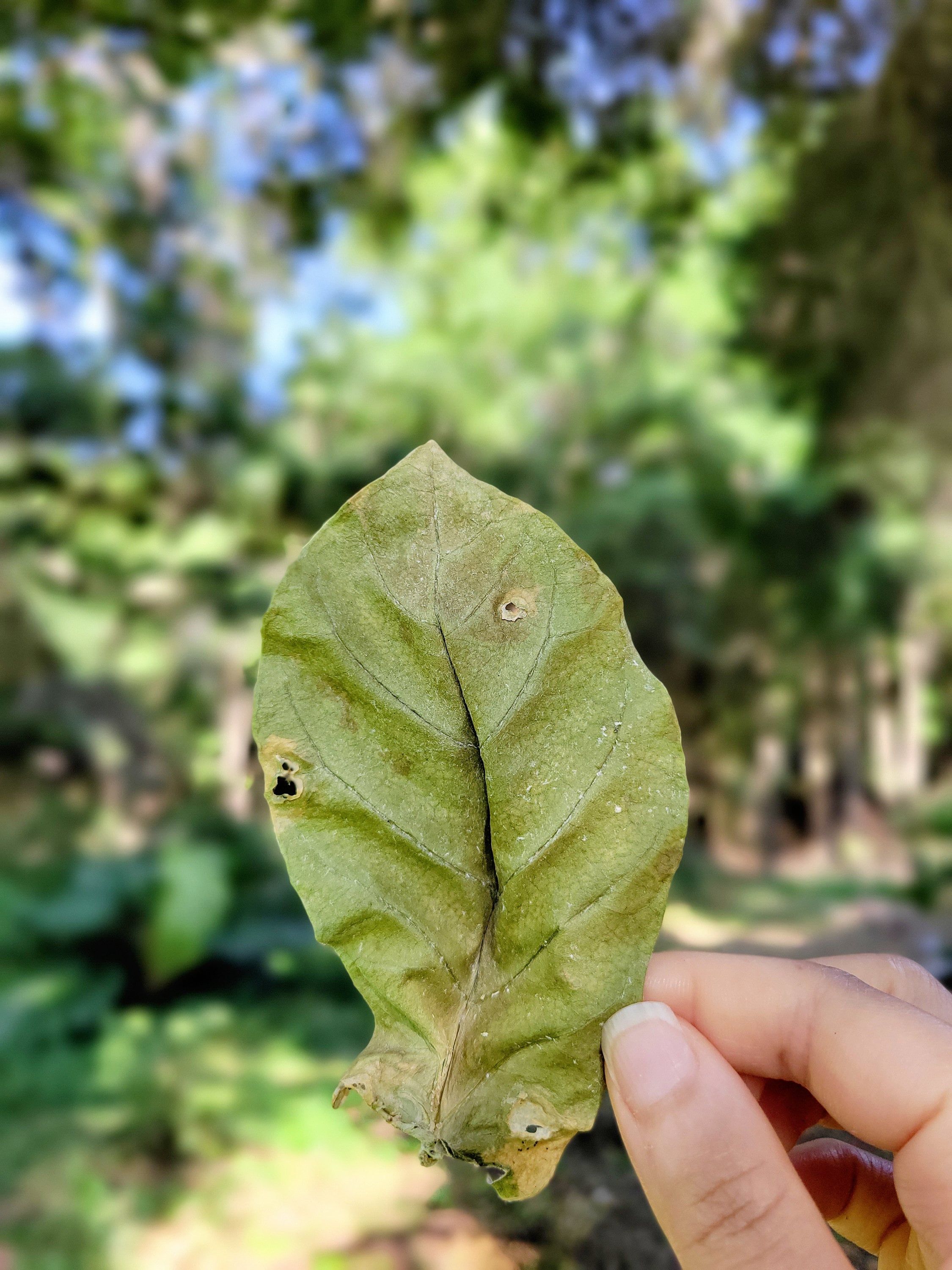 Dried Ewe Bomubomu Road Opener Anti Witchcraft Anti Negativity DRY Herb ...